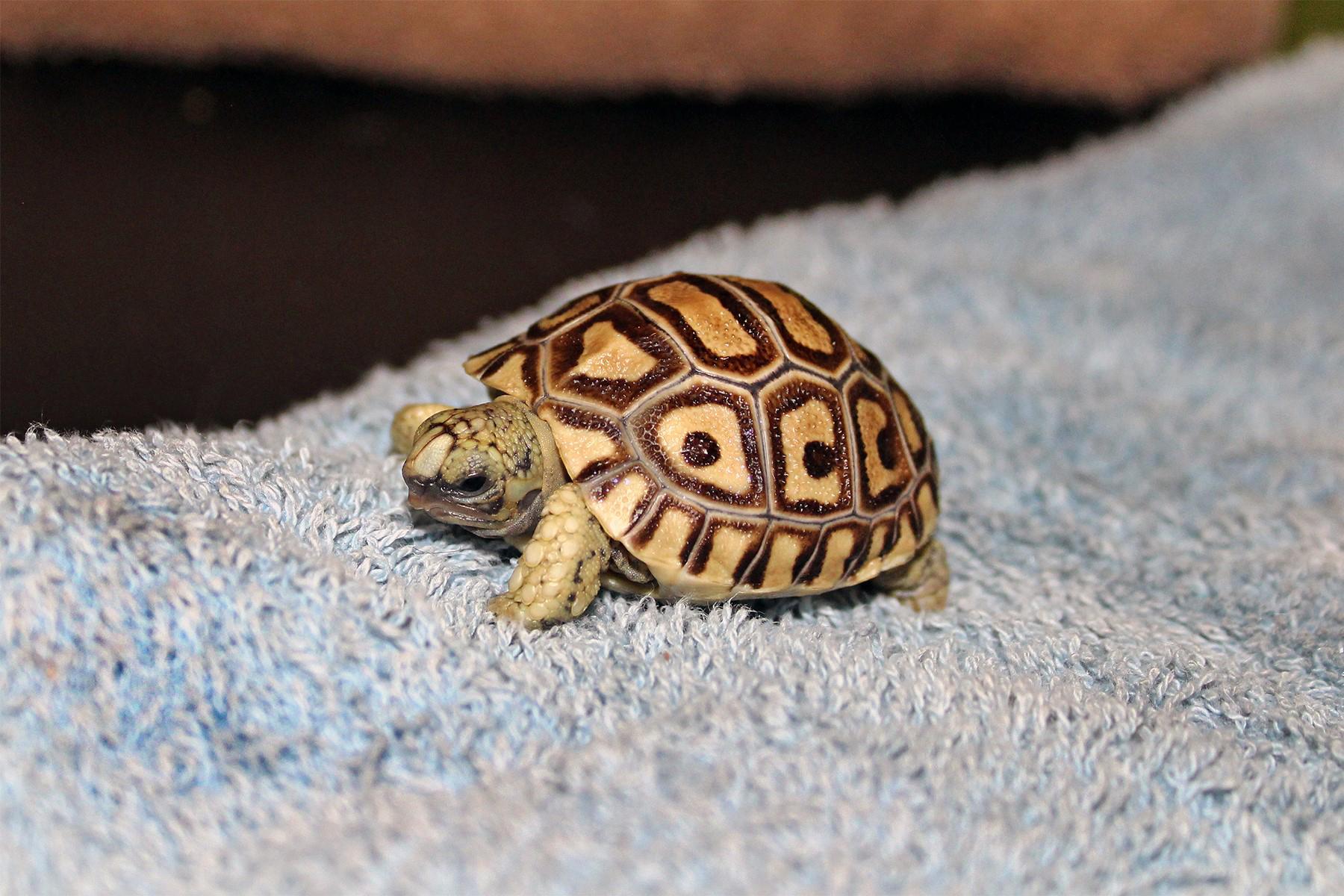 Baby tortoise hatches at Maritime Aquarium