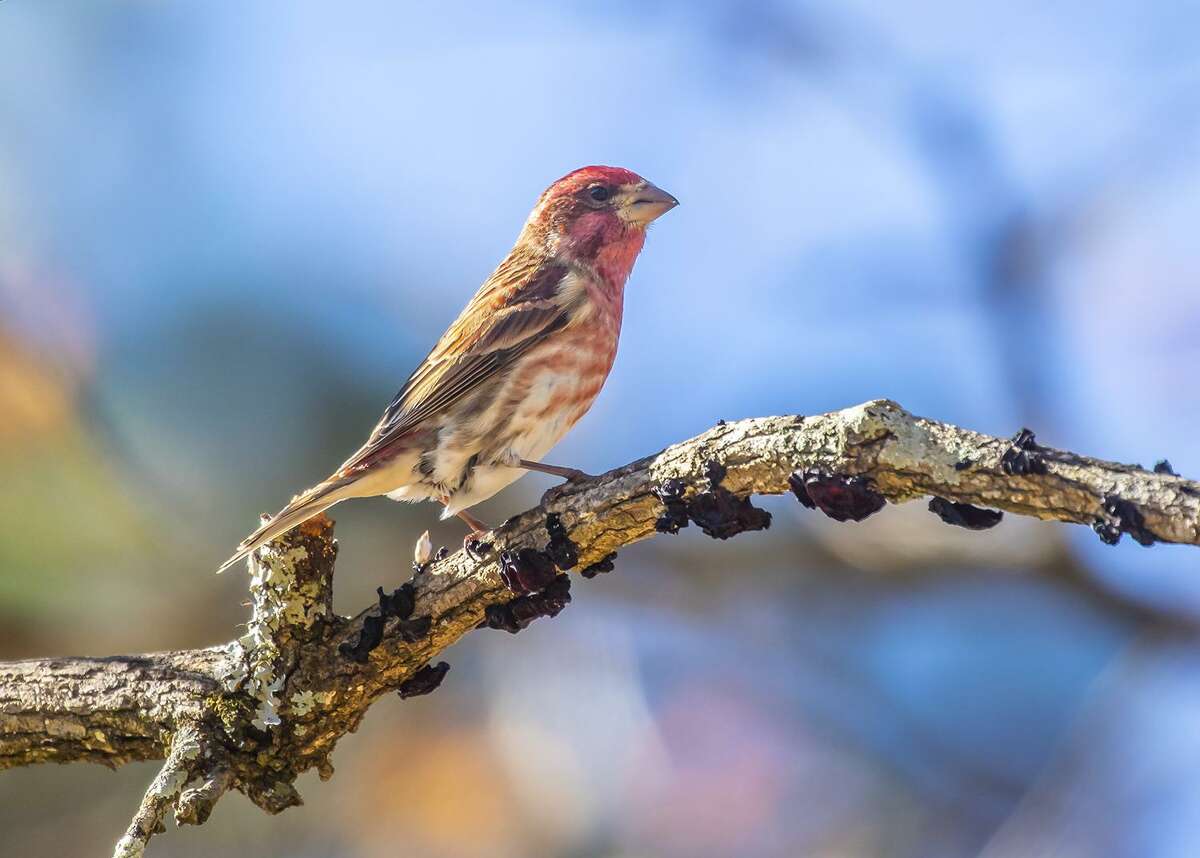 Rare wintering purple finches