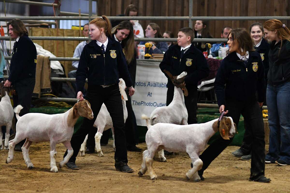 Tomball students show off their raising skills at 43rd FFA show