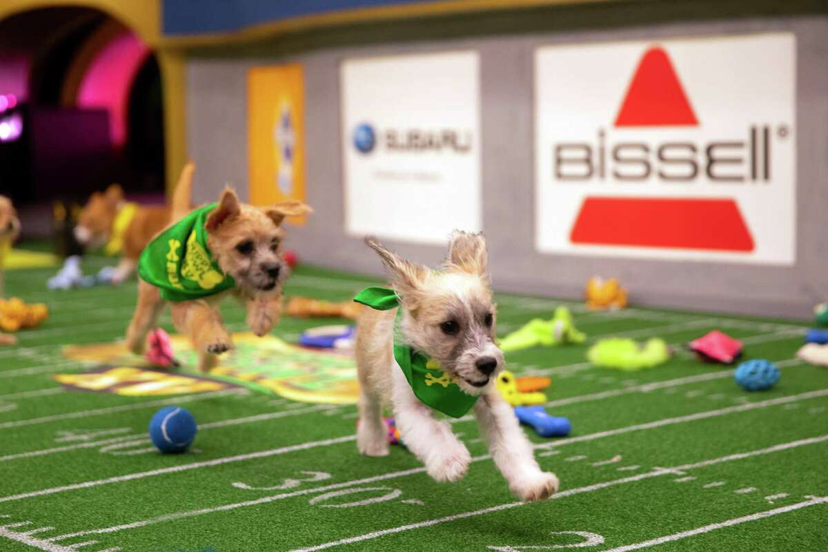 Meet the 9 CT pups playing in Puppy Bowl XIX on Super Bowl Sunday