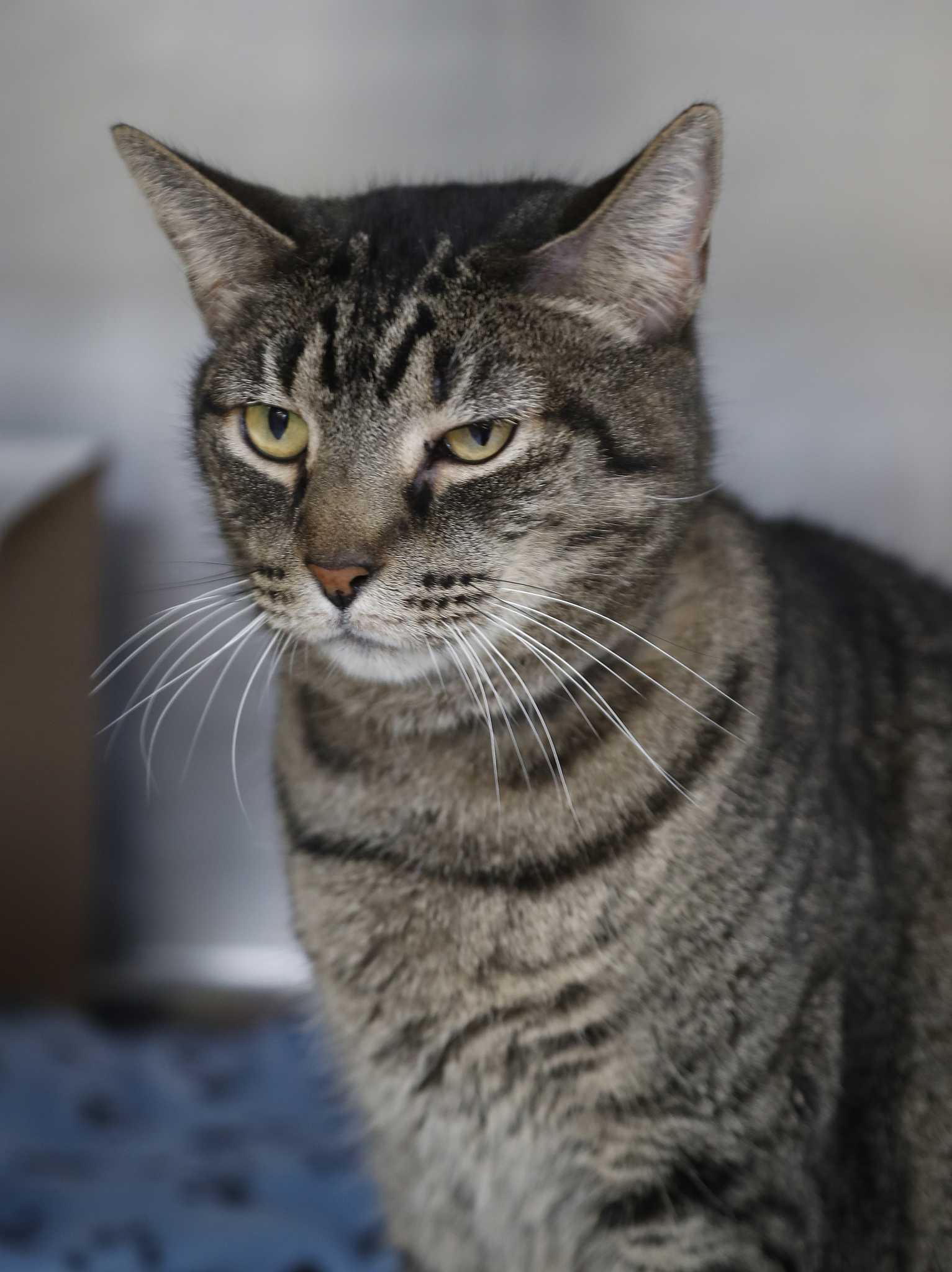 Pets of the Week: BARC Animal Shelter