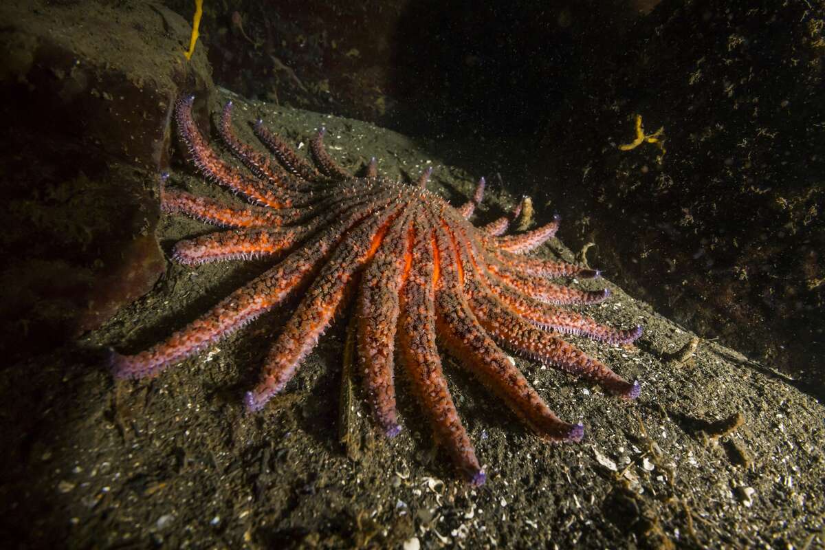 Manhole-sized sea stars have altogether disappeared from the West Coast ...