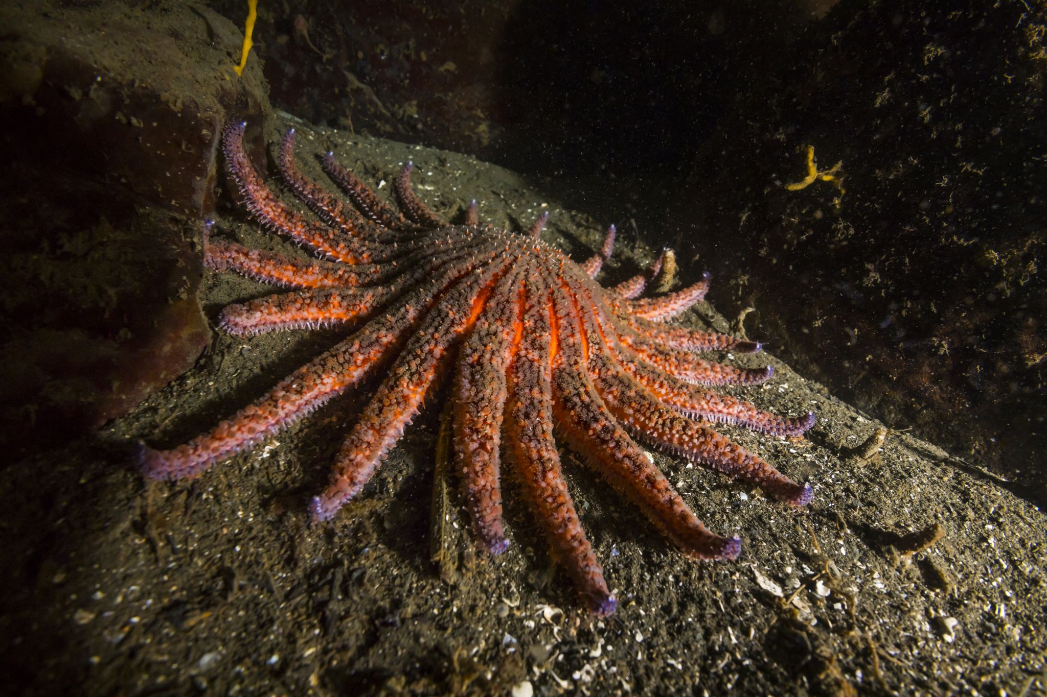 Manhole-sized sea stars have altogether disappeared from the West Coast ...