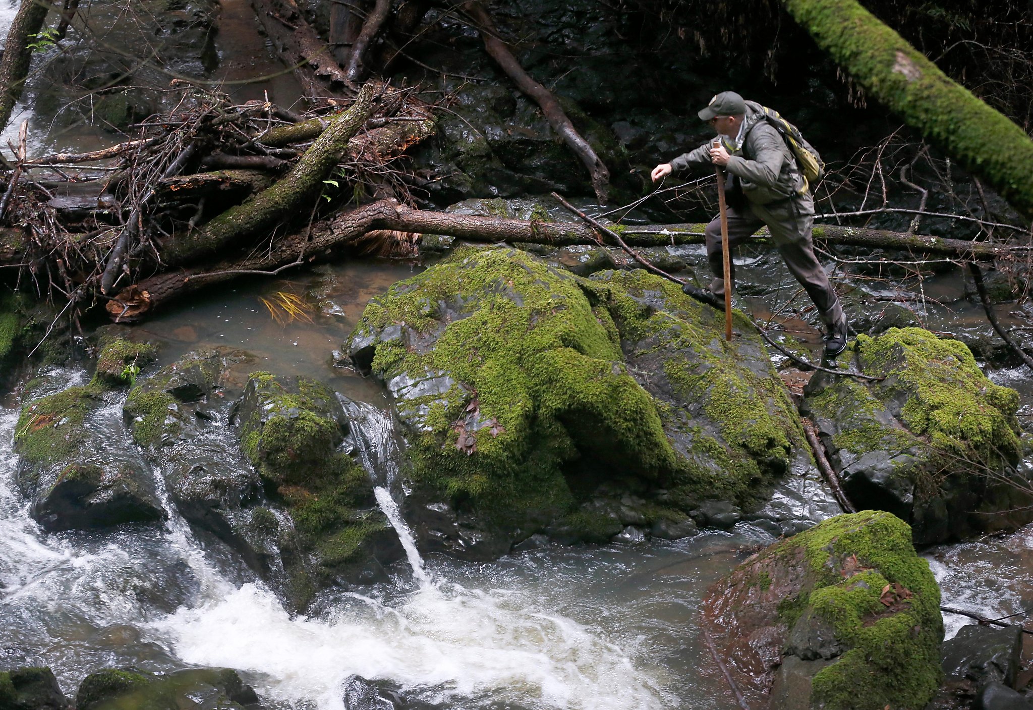 Disappointing numbers for annual coho salmon run in western Marin County