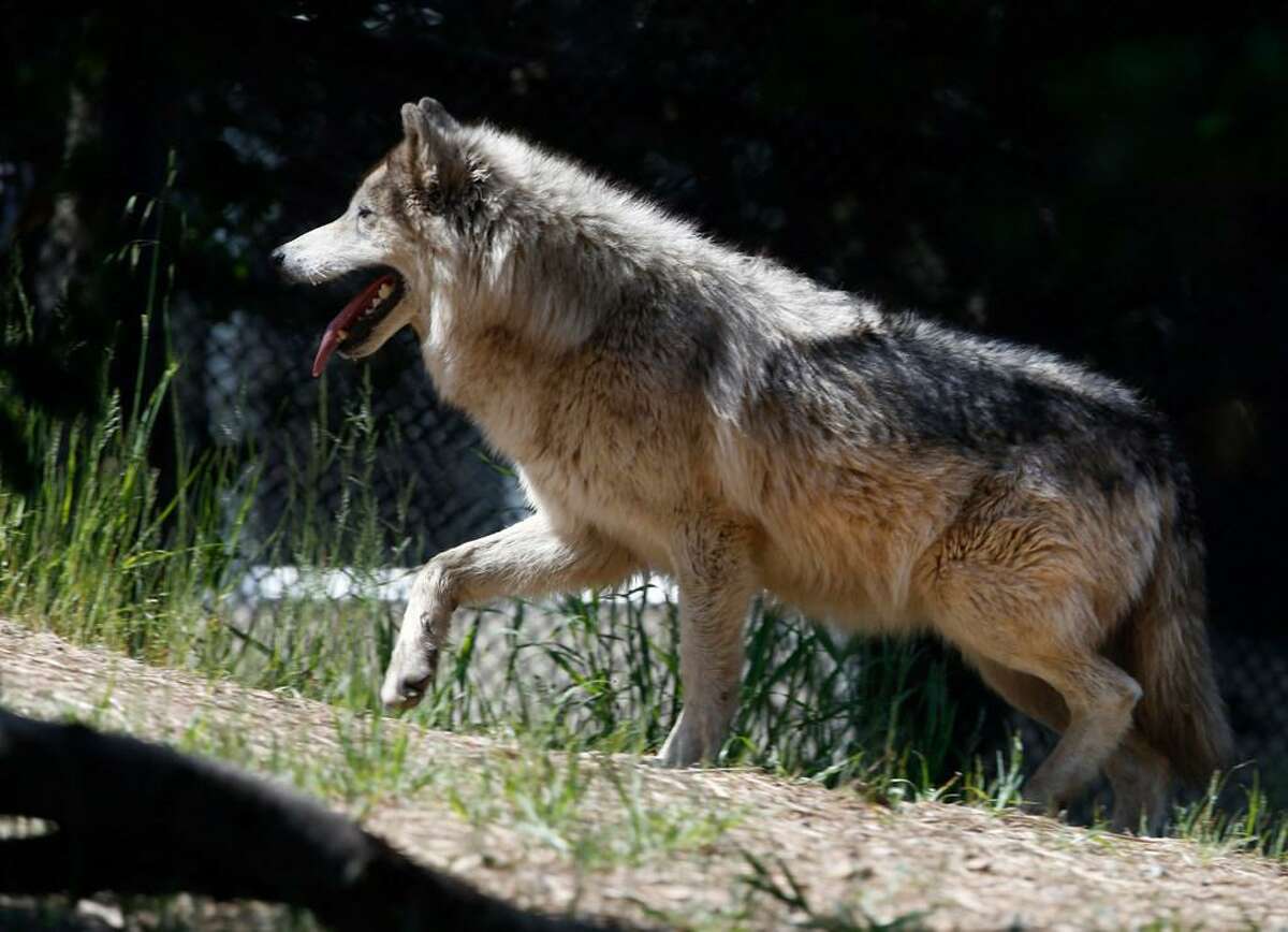 Letters to the Editor: Let gray wolves thrive