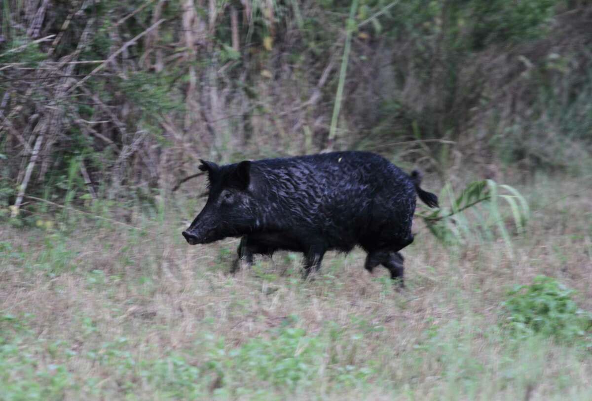 Winter aids in battle against feral hogs, invasive plants