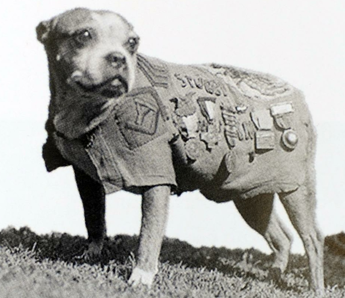 How Sergeant Stubby CT s Famous Military Dog Went From New Haven s How Sergeant Stubby CT s Famous Military Dog Went From New Haven s