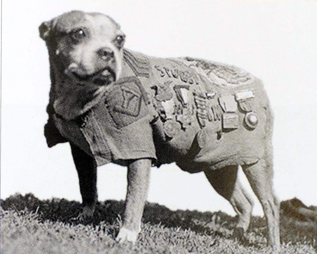 How 'Sergeant Stubby,' CT's famous military dog, went from New Haven's ...