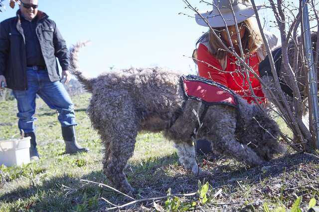 Northern California is suddenly awash in locally grown black truffles