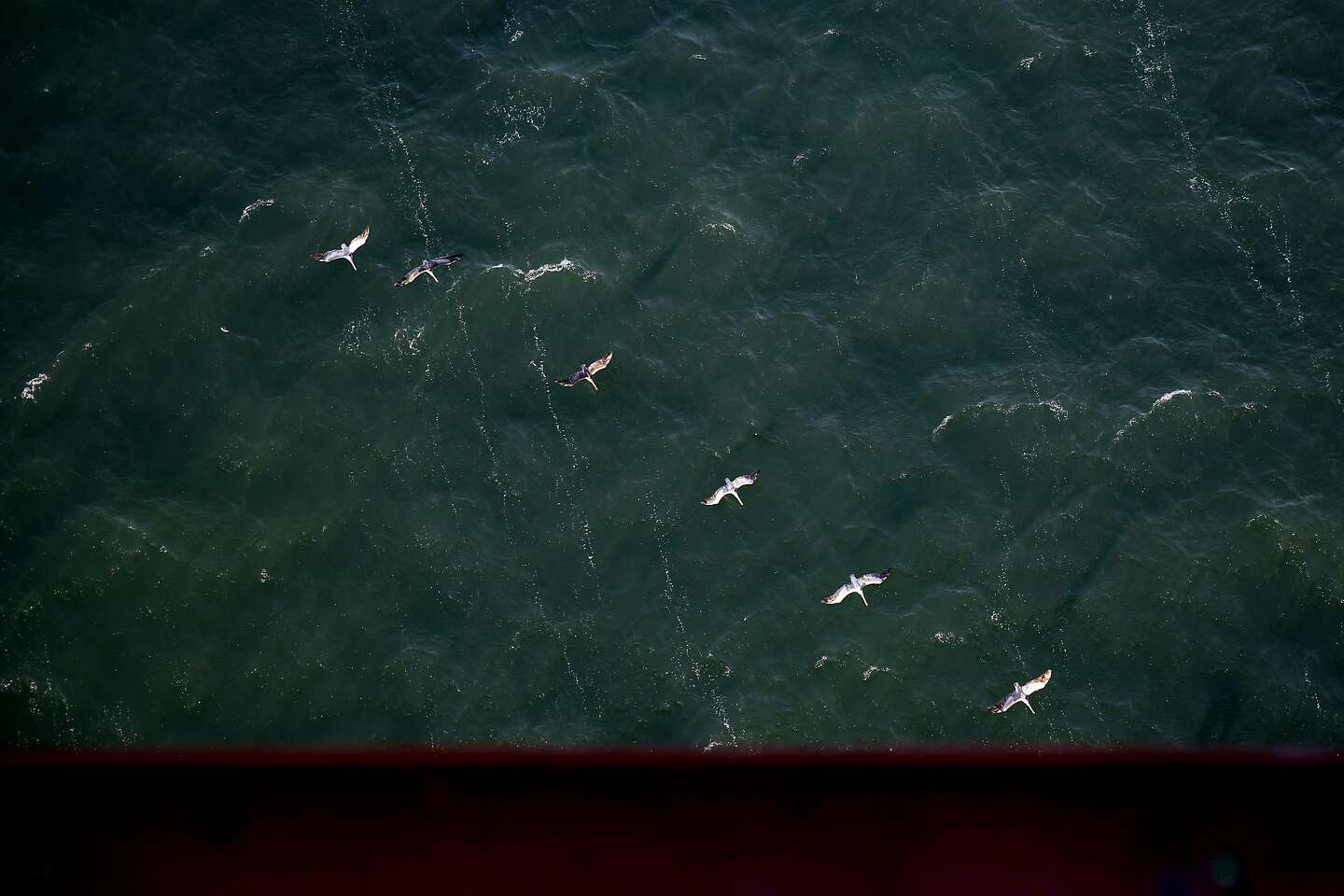 How one teen’s suicide on the Golden Gate Bridge became a cause for his ...