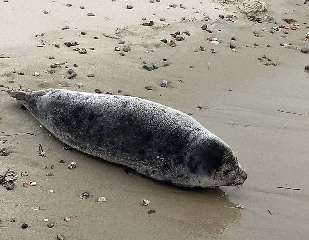 Increase in seal sightings prompts plea: Leave them alone