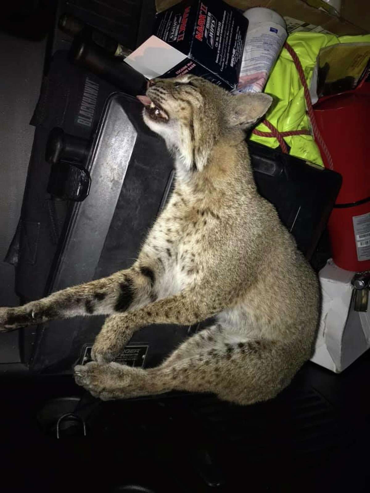 Residents luring and hunting bobcats, coyotes that creep into their ...