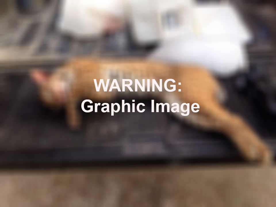 Residents luring and hunting bobcats, coyotes that creep into their ...