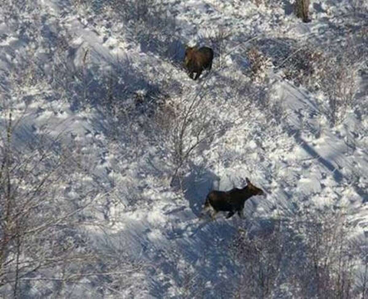 State takes to the air for Adirondack moose count