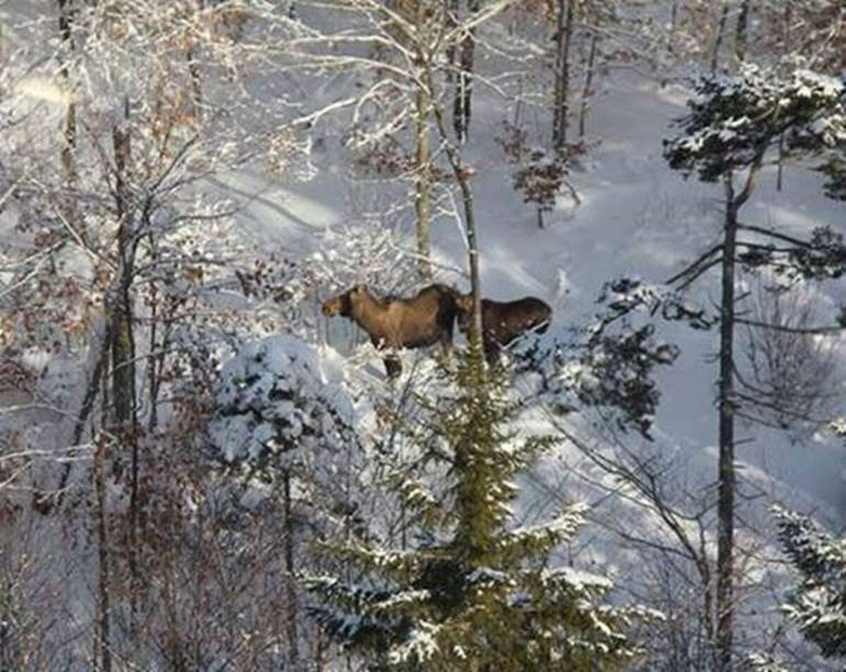 State takes to the air for Adirondack moose count