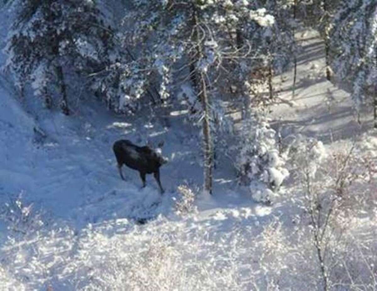 State takes to the air for Adirondack moose count