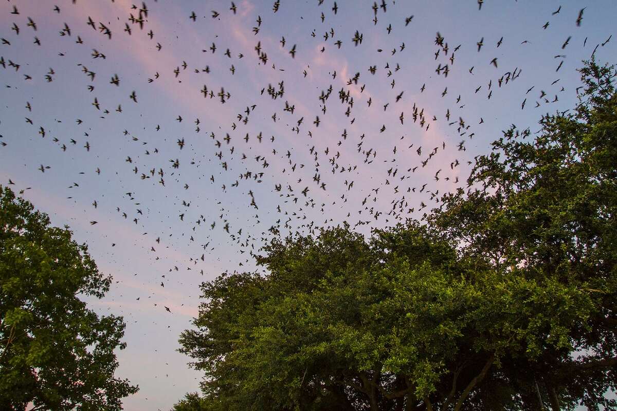 Here’s hoping Purple Martins move in to Houston nest boxes