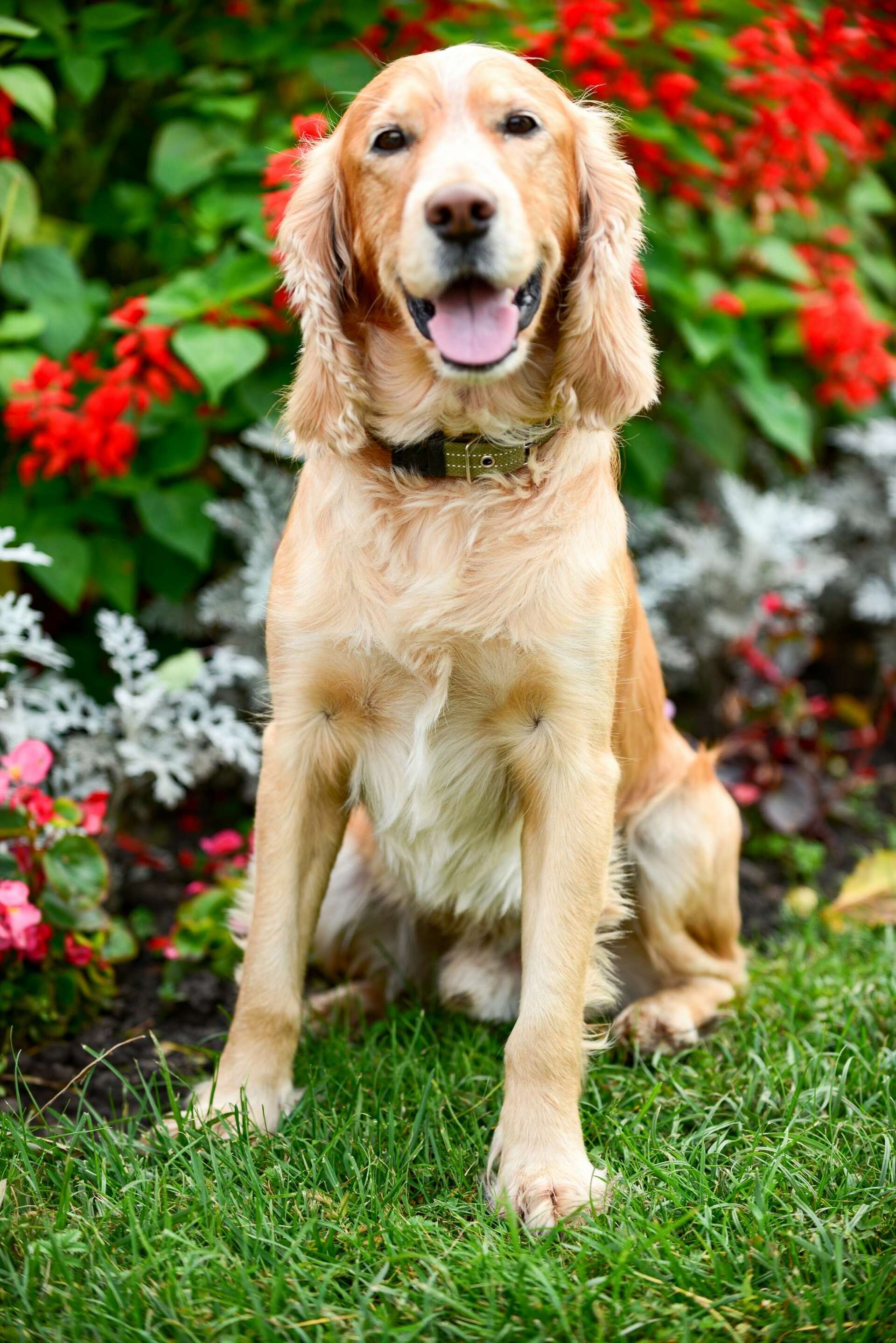 Your best day ever in San Francisco with your dog