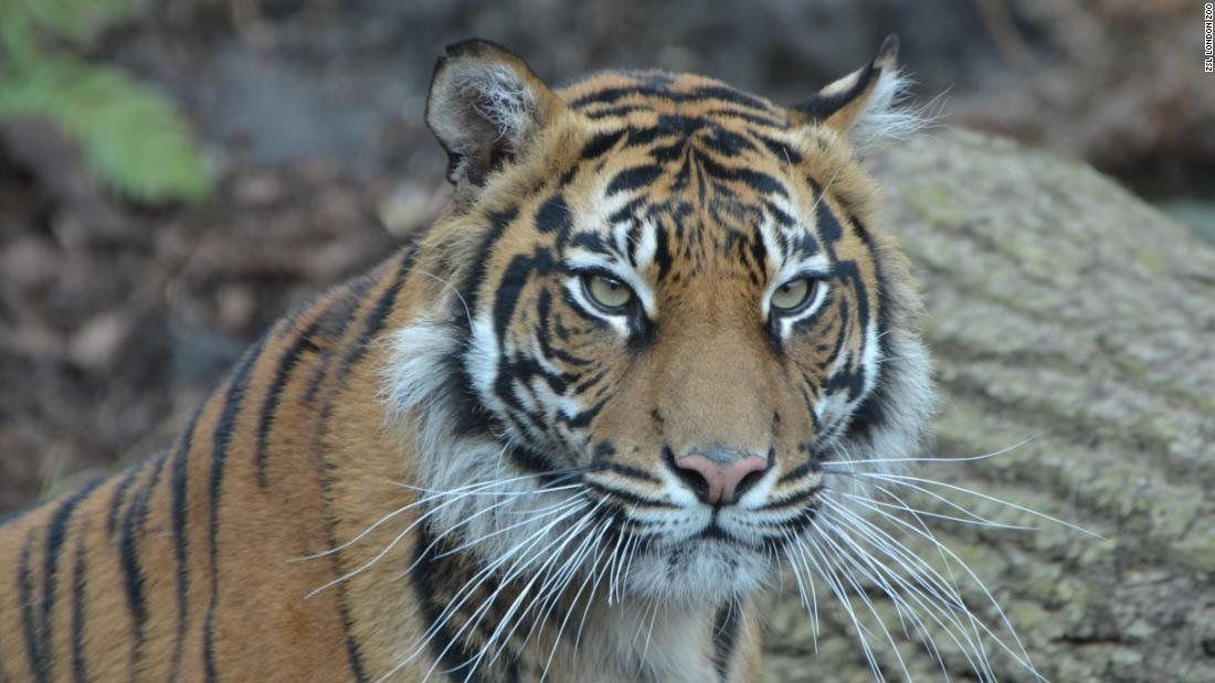 Tiger kills endangered potential mate on first date