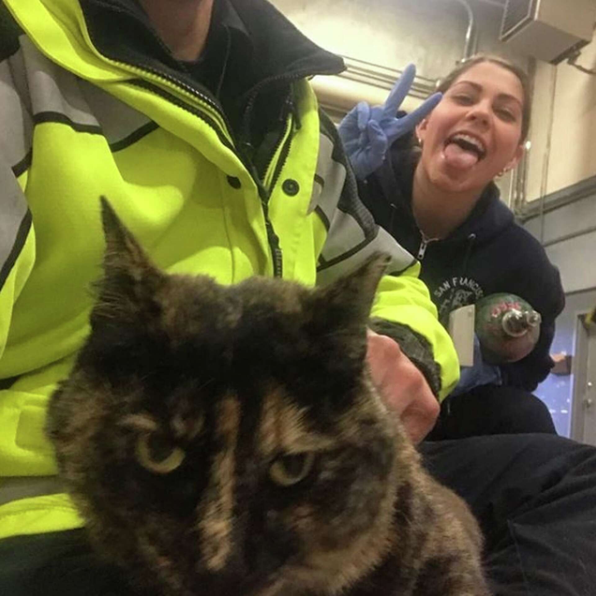 Edna the cat officially removed from SF fire facility, and she does not ...