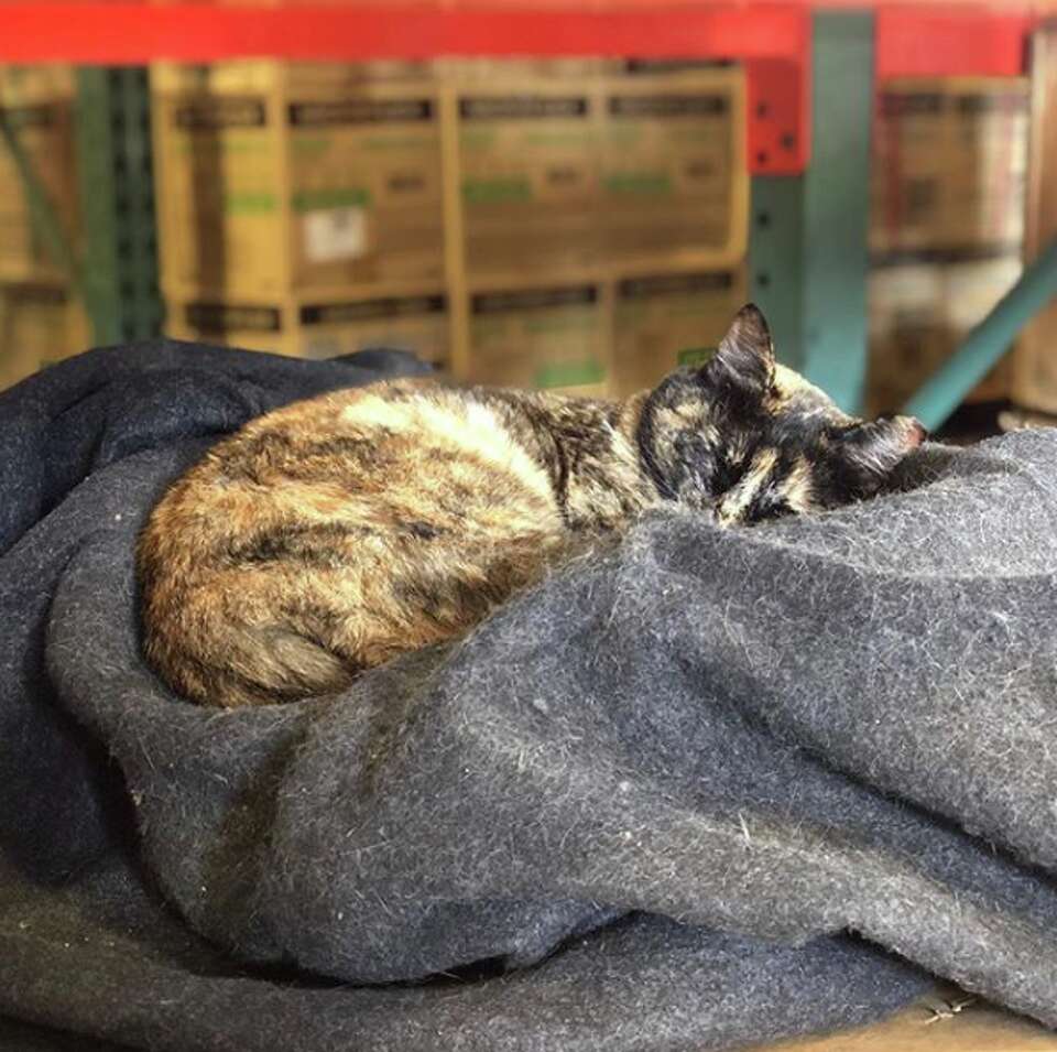 Edna the cat officially removed from SF fire facility, and she does not ...