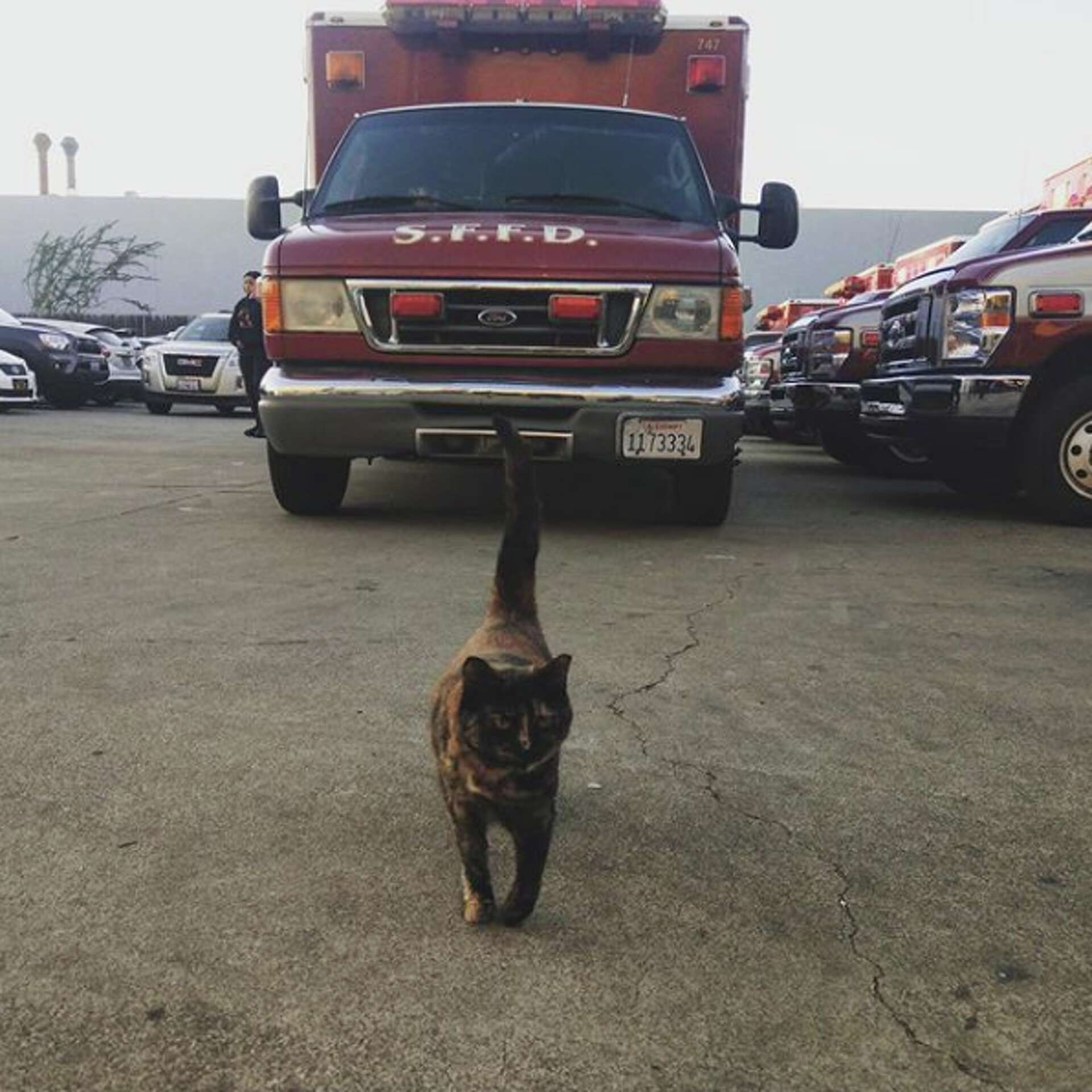 Edna the cat officially removed from SF fire facility, and she does not ...