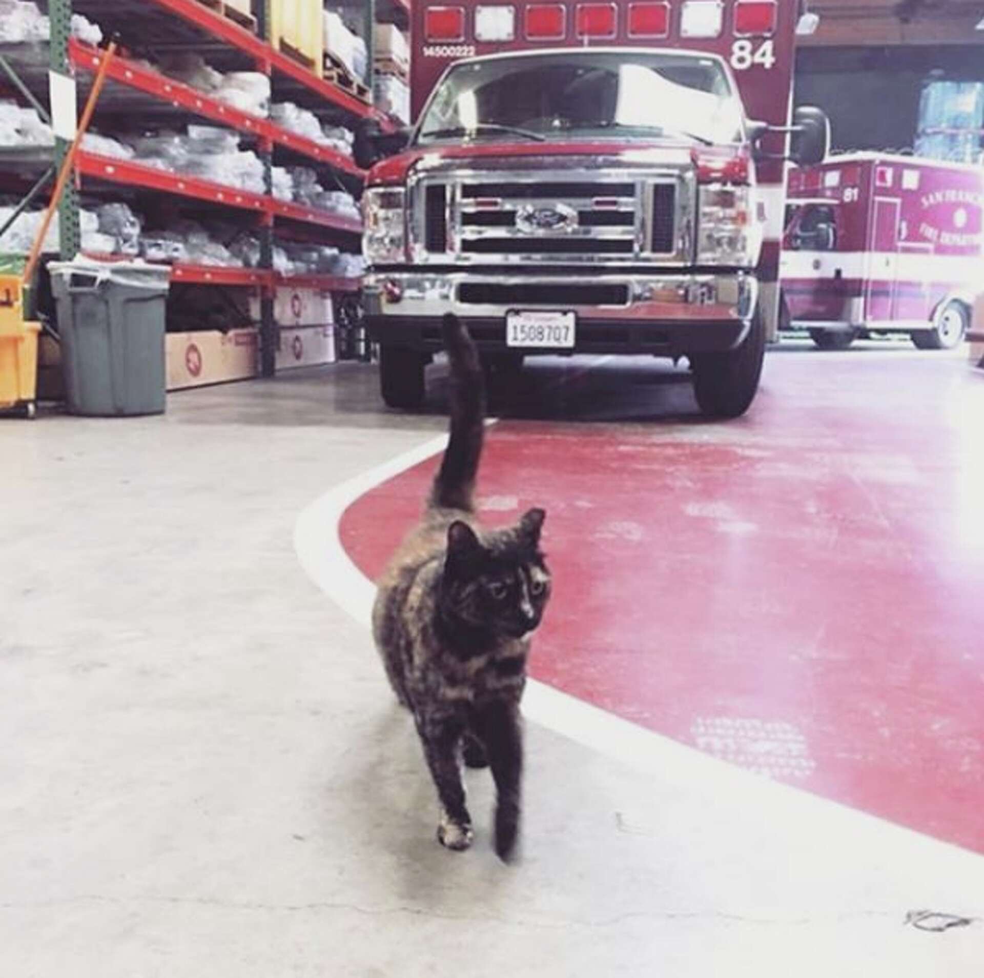 SF Fire Commission to hear public comment on Edna the cat