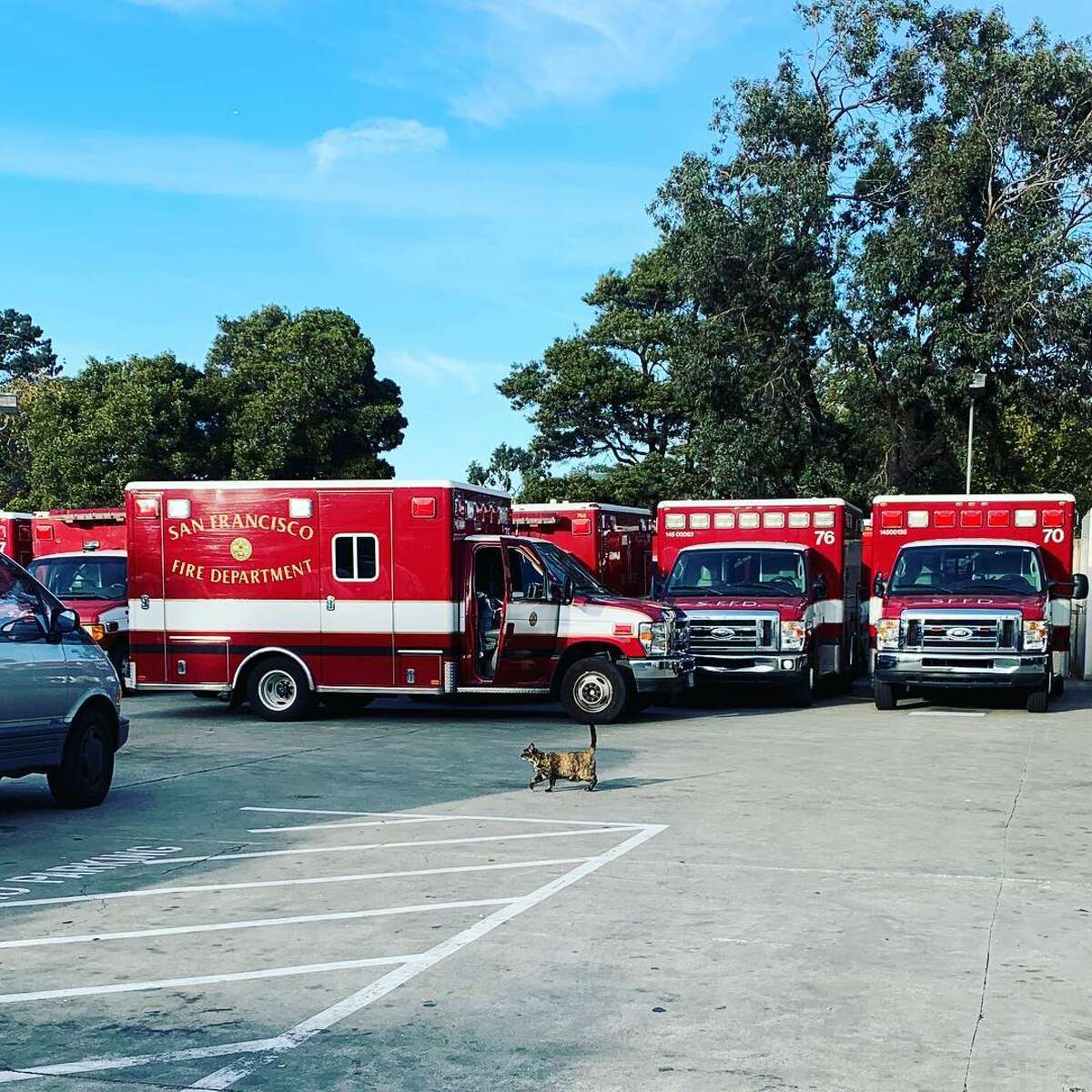Edna the cat officially removed from SF fire facility, and she does not ...