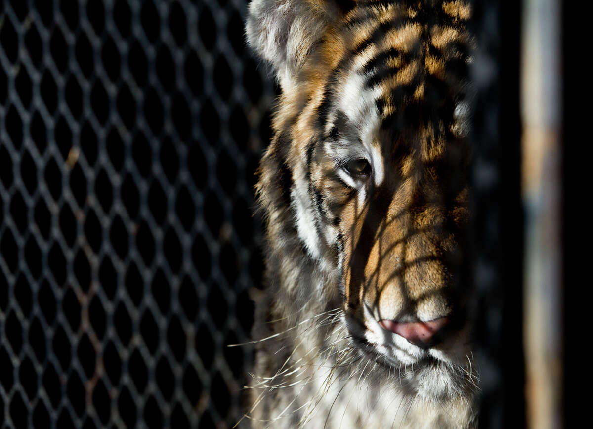 Photos show Houston tiger frolicking in new home