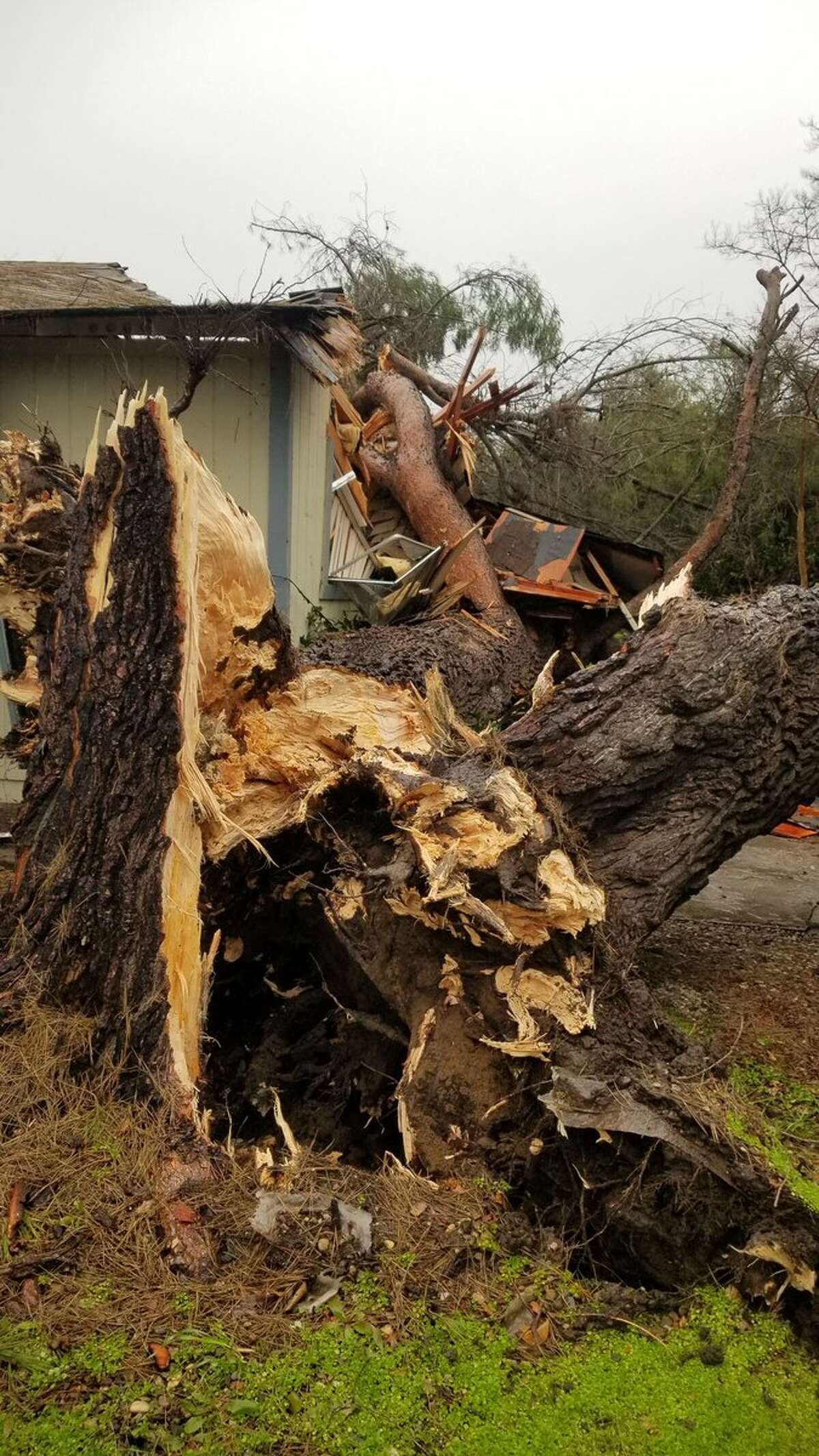 Falling trees are wrecking homes, crushing cars, and blocking roads