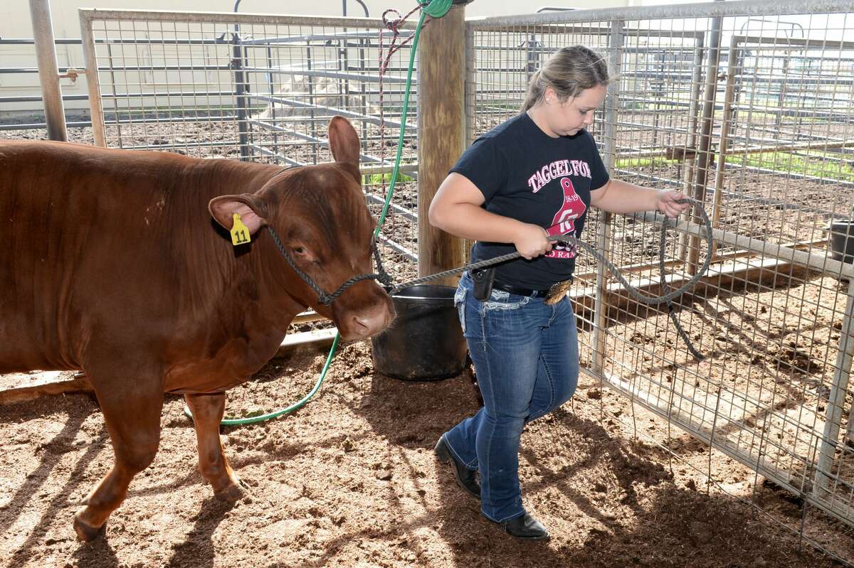 Students kick off first day of Katy ISD FFA Livestock Show and Rodeo in ...