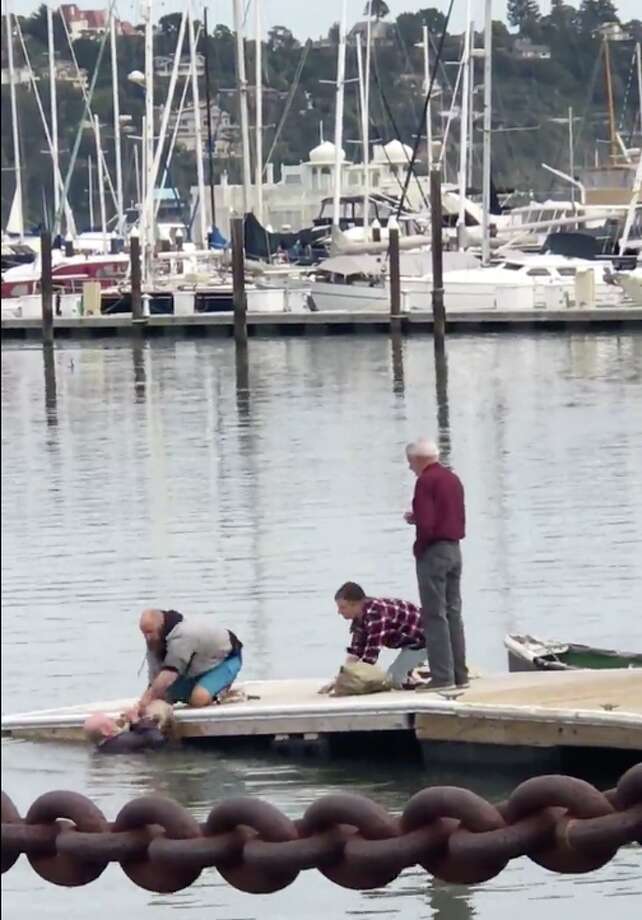 Video shows man dive off Sausalito dock to save tiny dog - SFGate