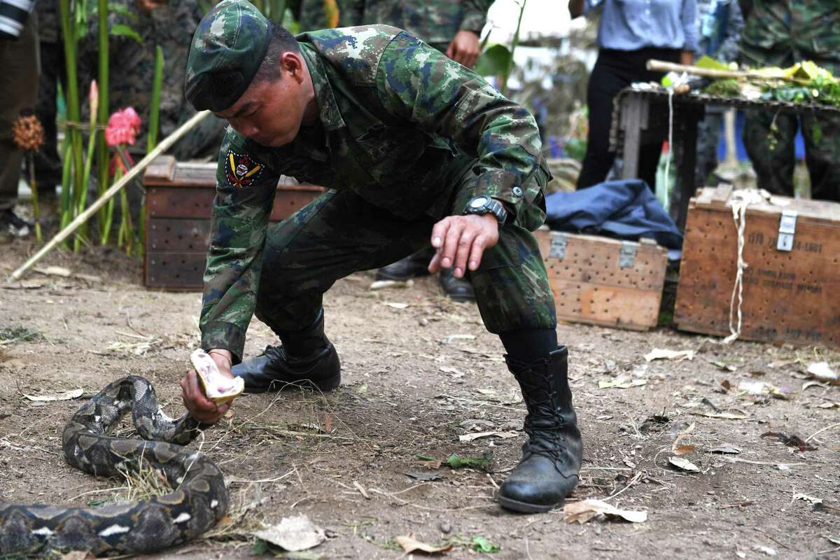 Marines drink cobra blood during Cobra Gold military exercises over the ...