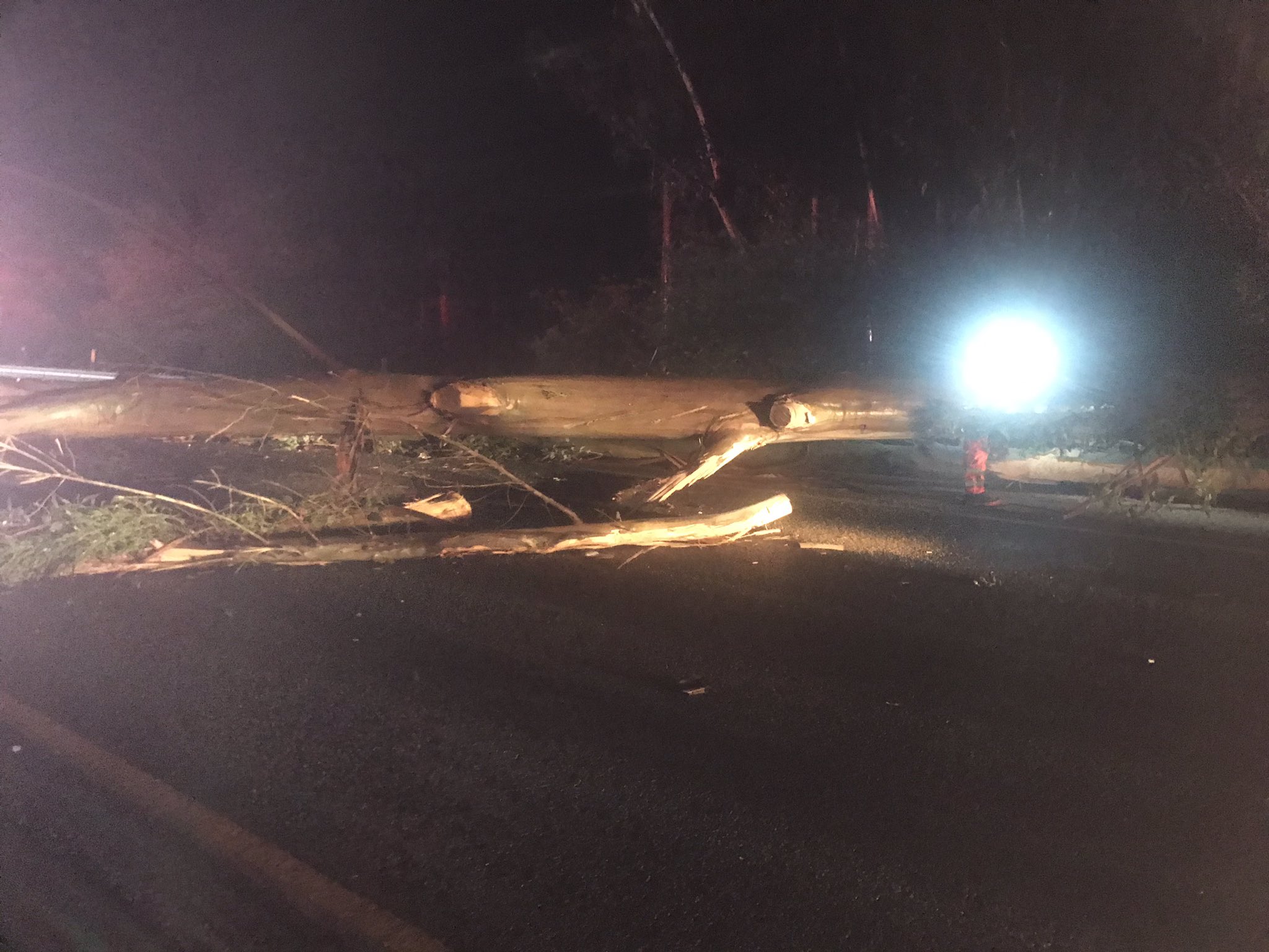 1 dead, 1 seriously injured after tree falls on Cadillac Escalade