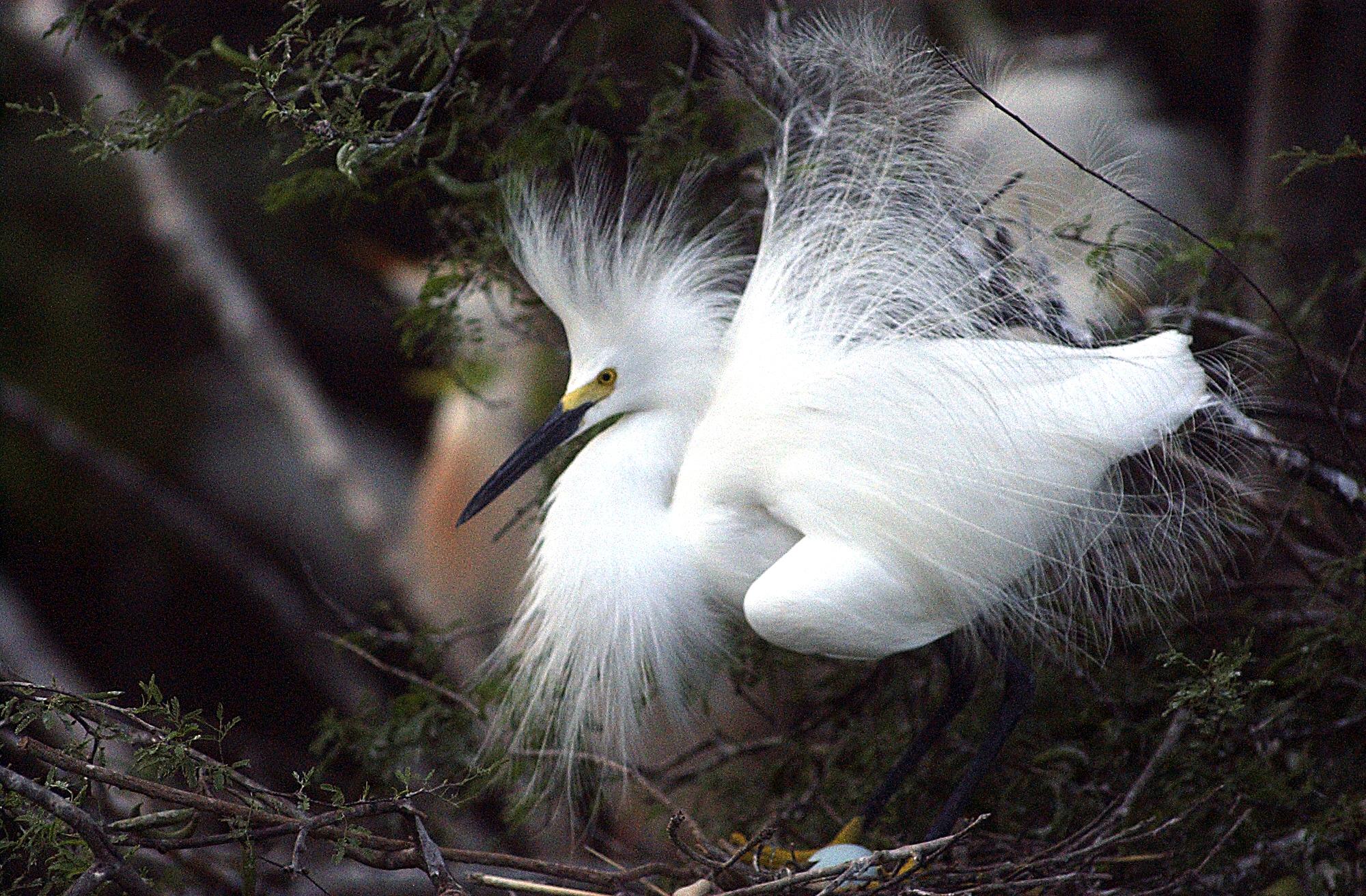 Podcast: Egret egg discovery scrambles San Antonio plan to crack down ...