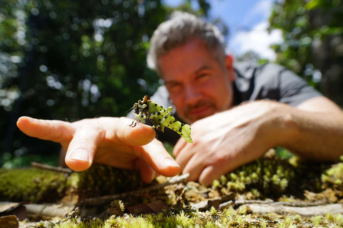 ‘Biophilia’ at HMNS breathes new life into dead animals