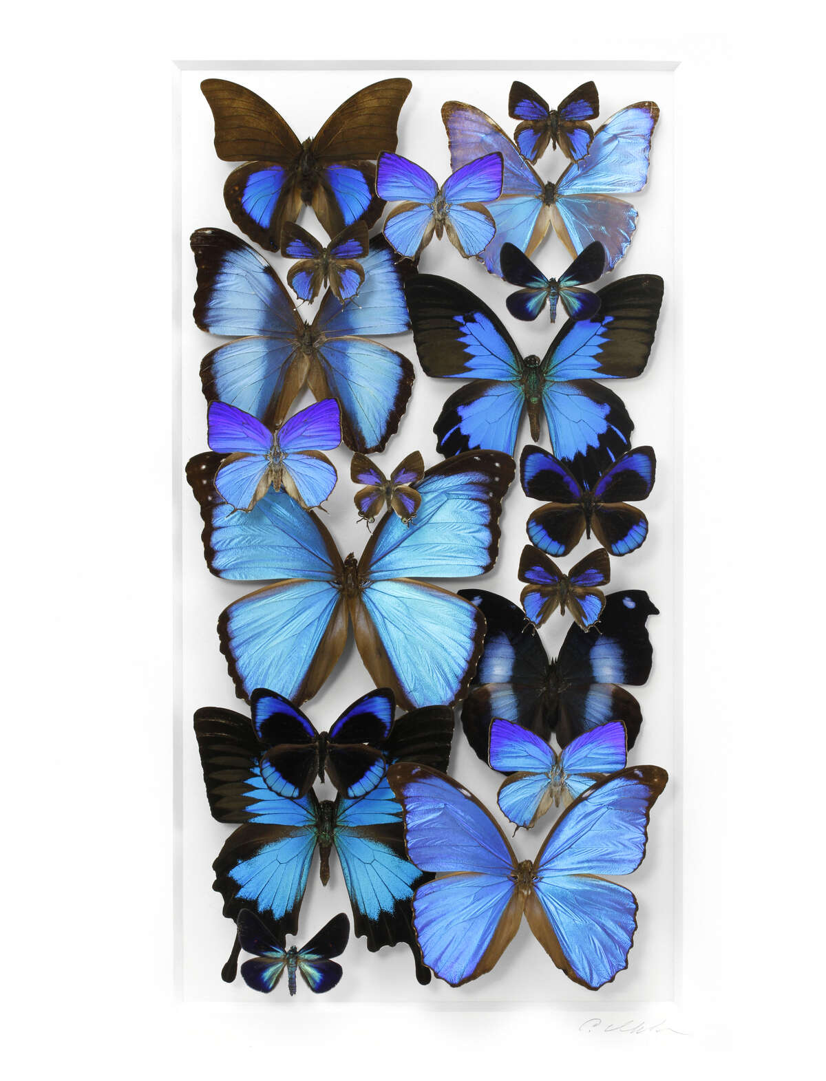 ‘Biophilia’ at HMNS breathes new life into dead animals