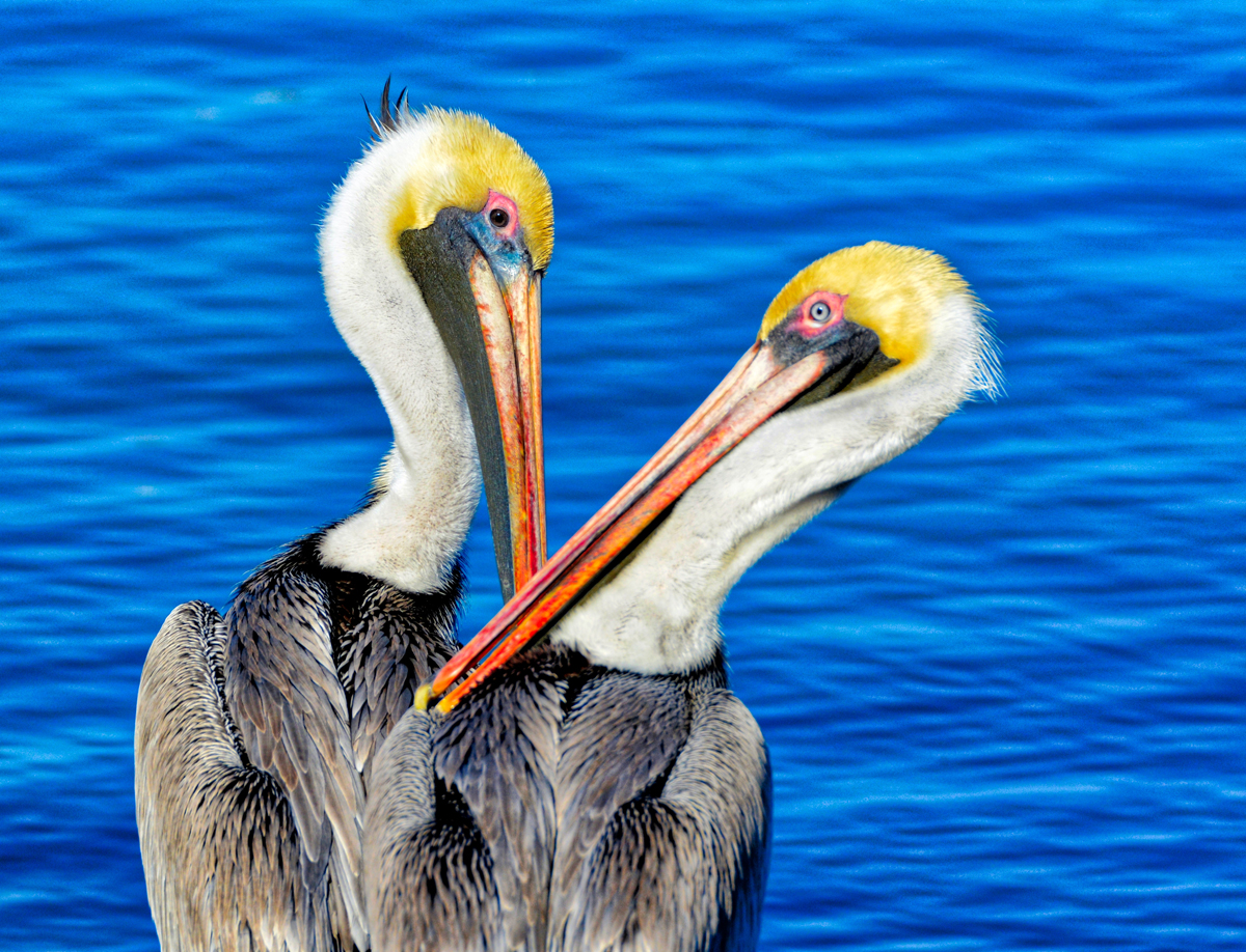 Top 5 reasons to bird Galveston by car