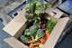 Imperfect Produce starts selling ‘ugly’ fruits, veggies in Houston