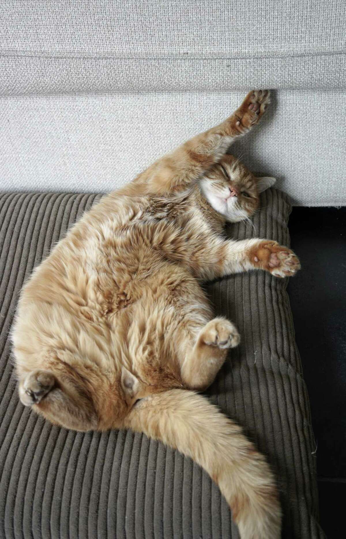 Got a stressed-out cat? Plug-in pheromones offer calm