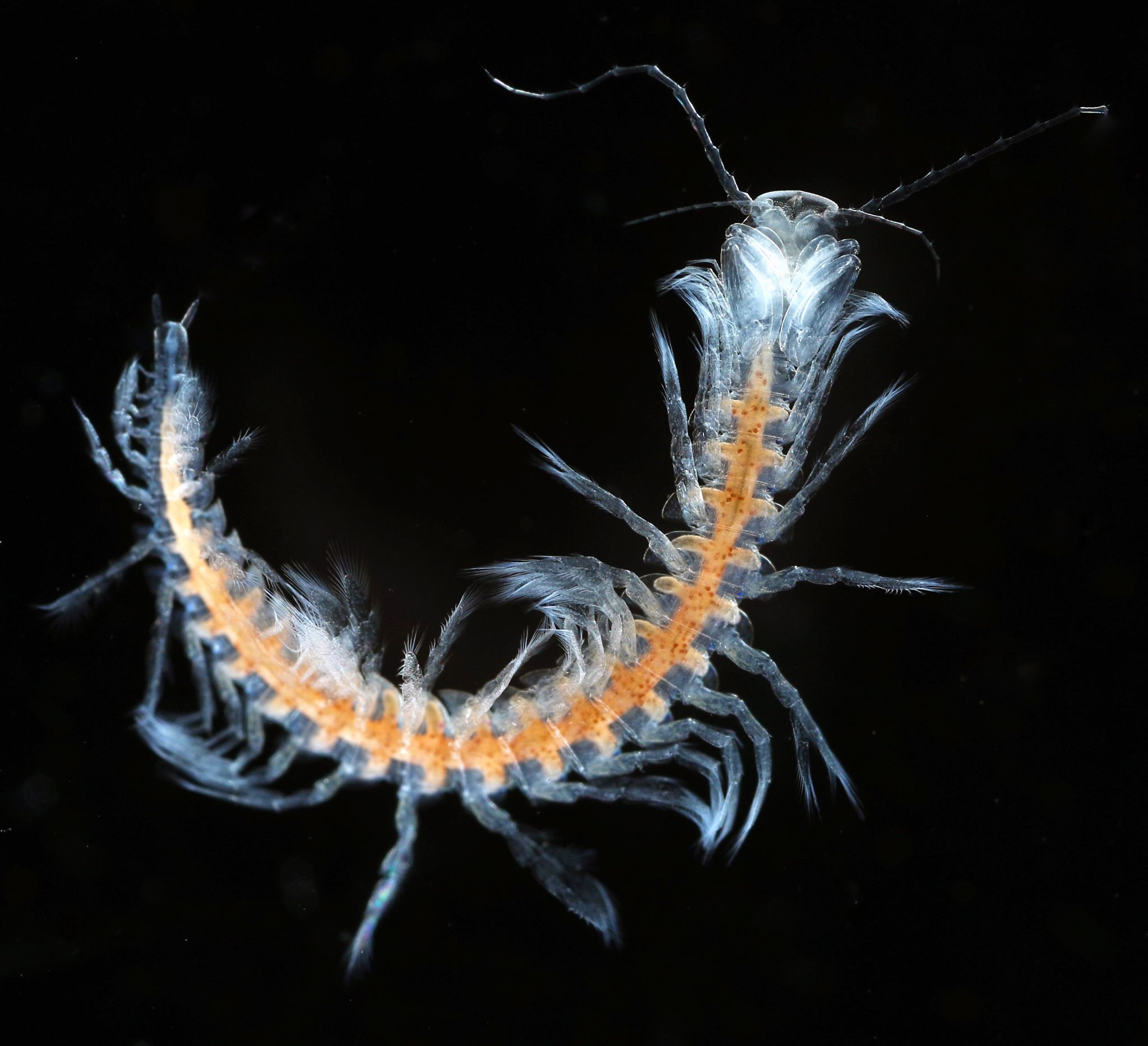 Texas A&M Galveston researchers find rare crustacean that outlived the ...