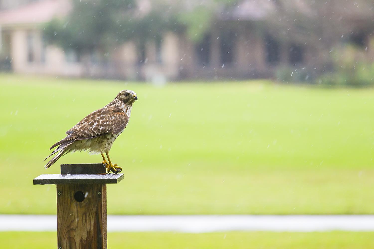 Red-shouldered hawk preens his waterproof plumage