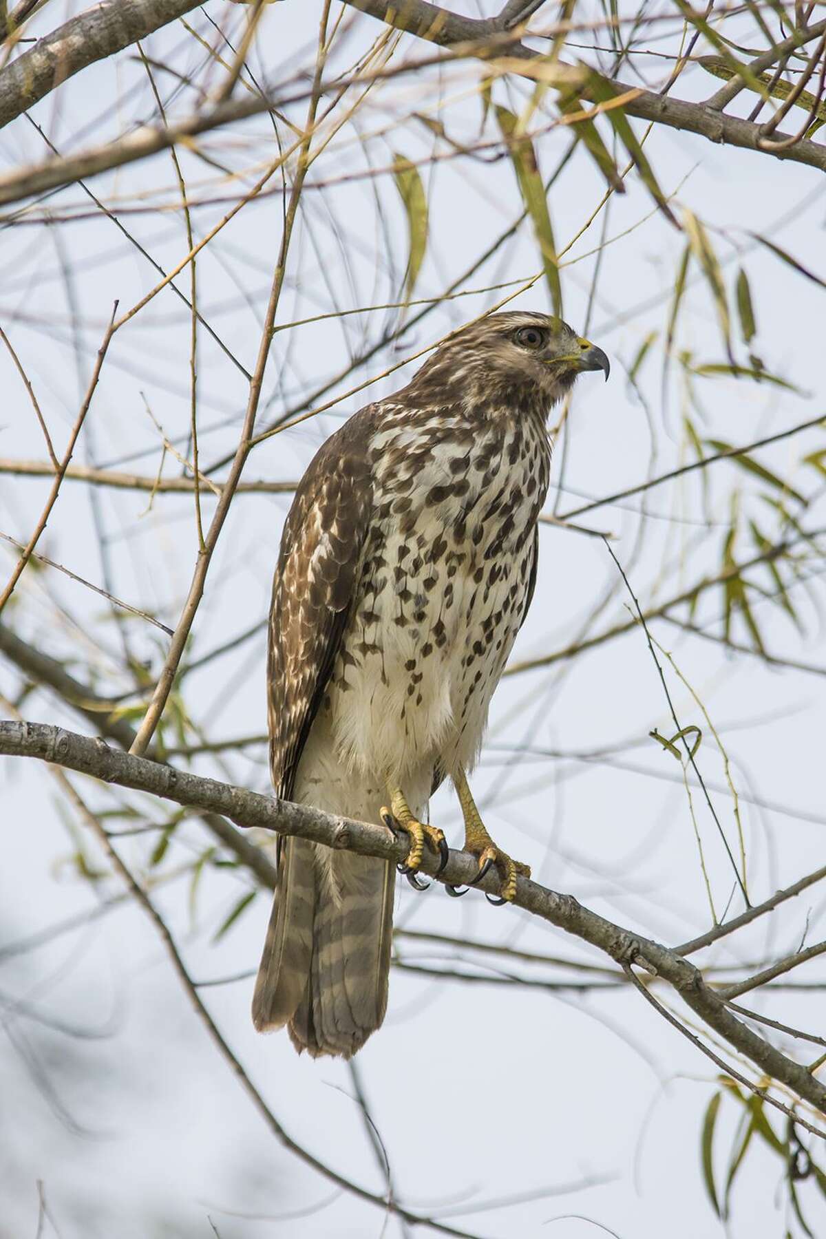 Red-shouldered hawk preens his waterproof plumage
