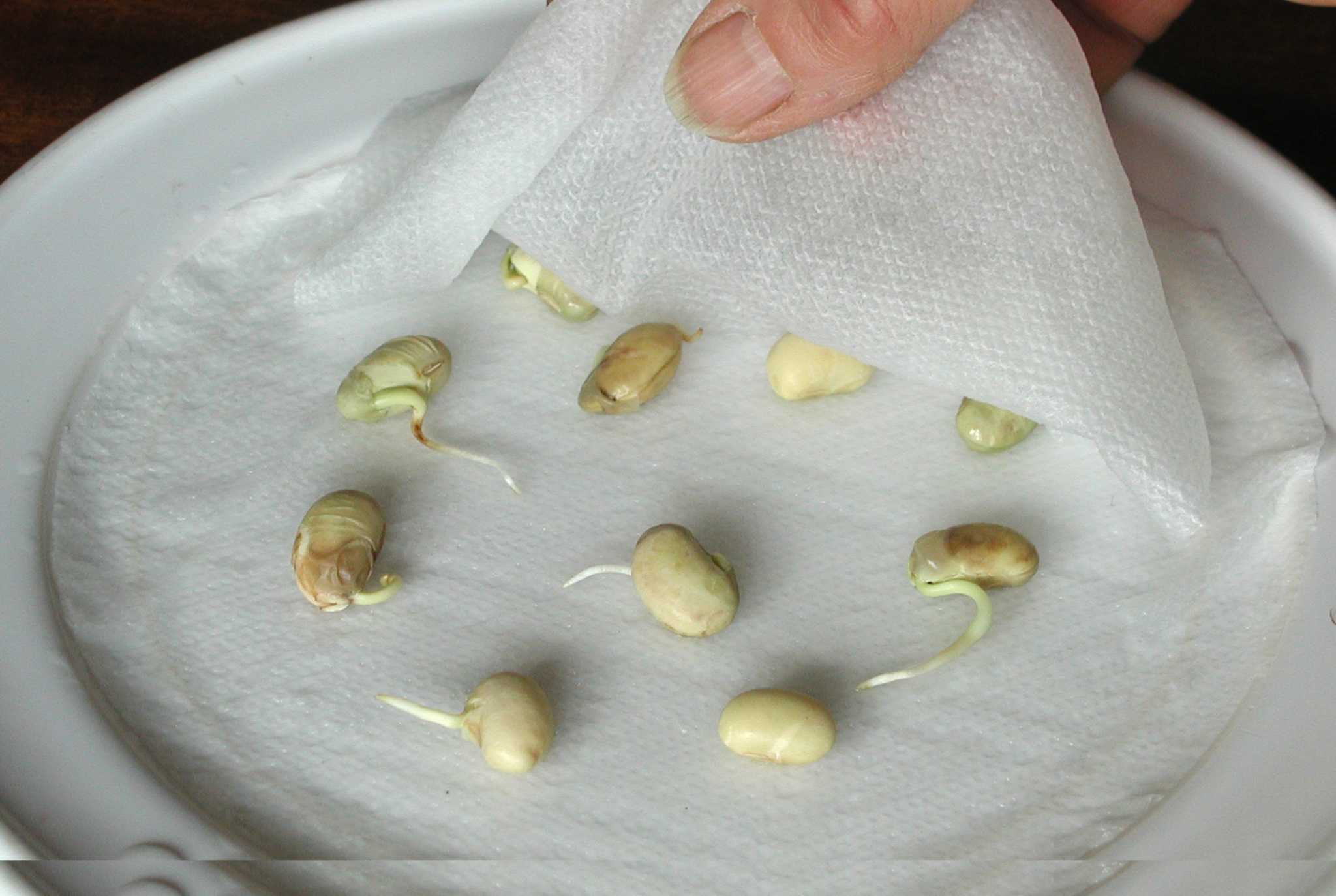 How to tell if those old seeds in packets are worth sowing