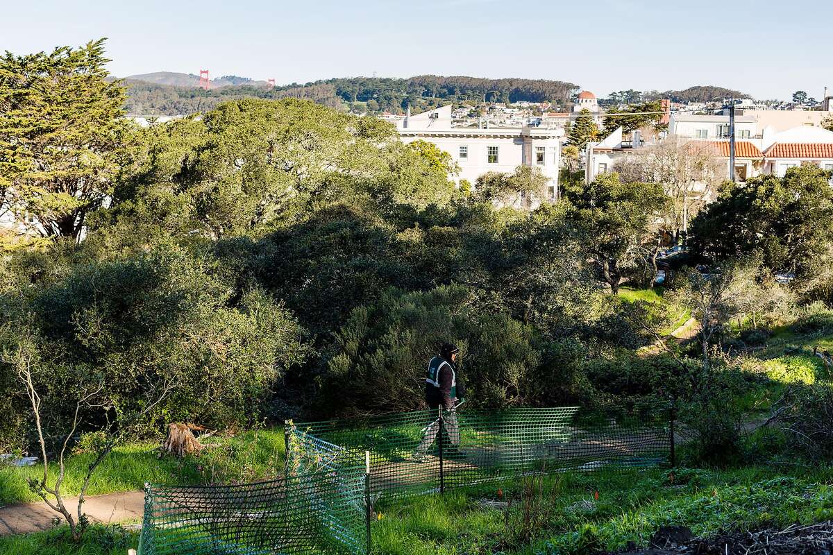Golden Gate Park reopens trail with new name in honor of SF public servant