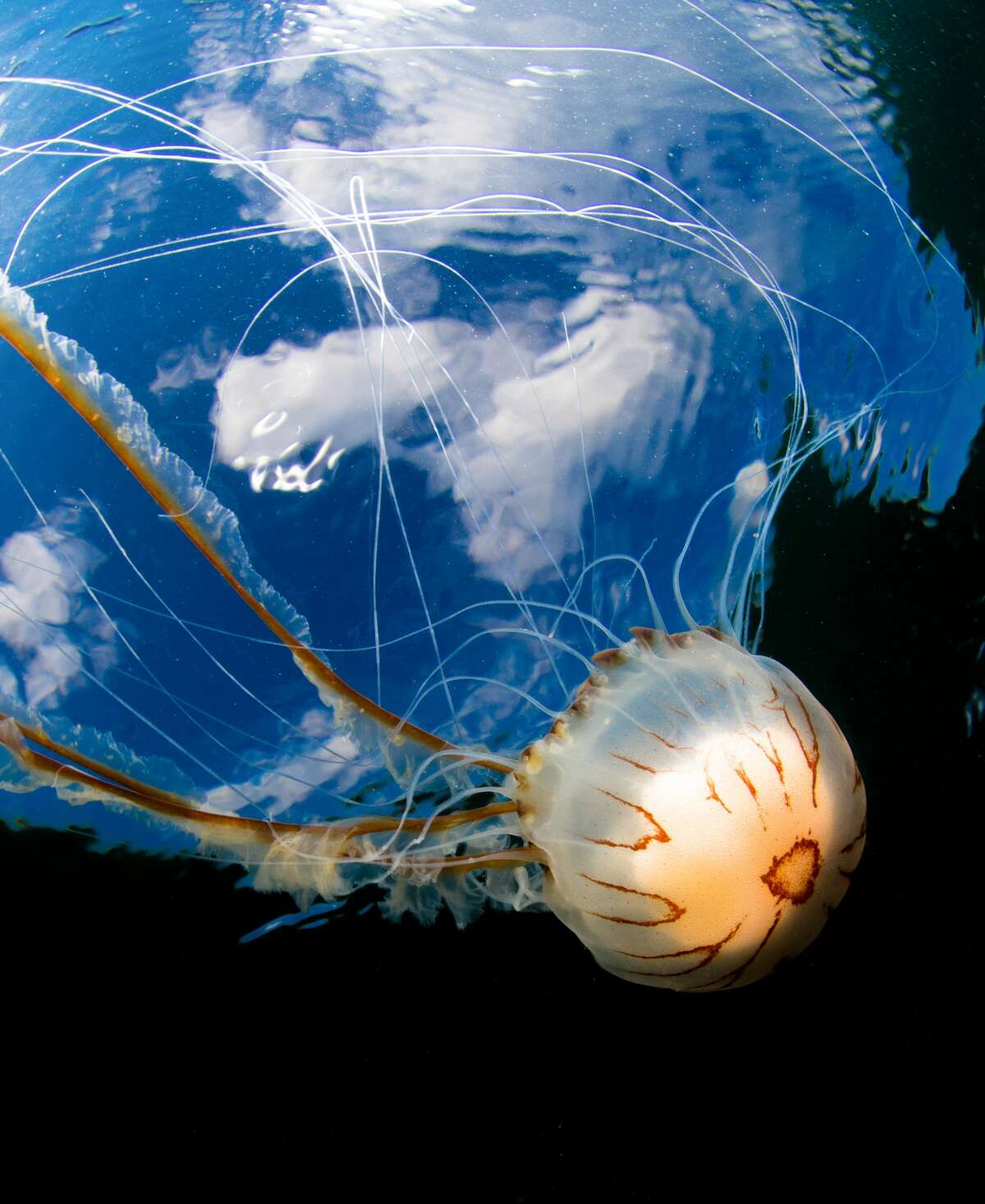 Life underwater: Award-winning photos illuminate world beneath the sea ...