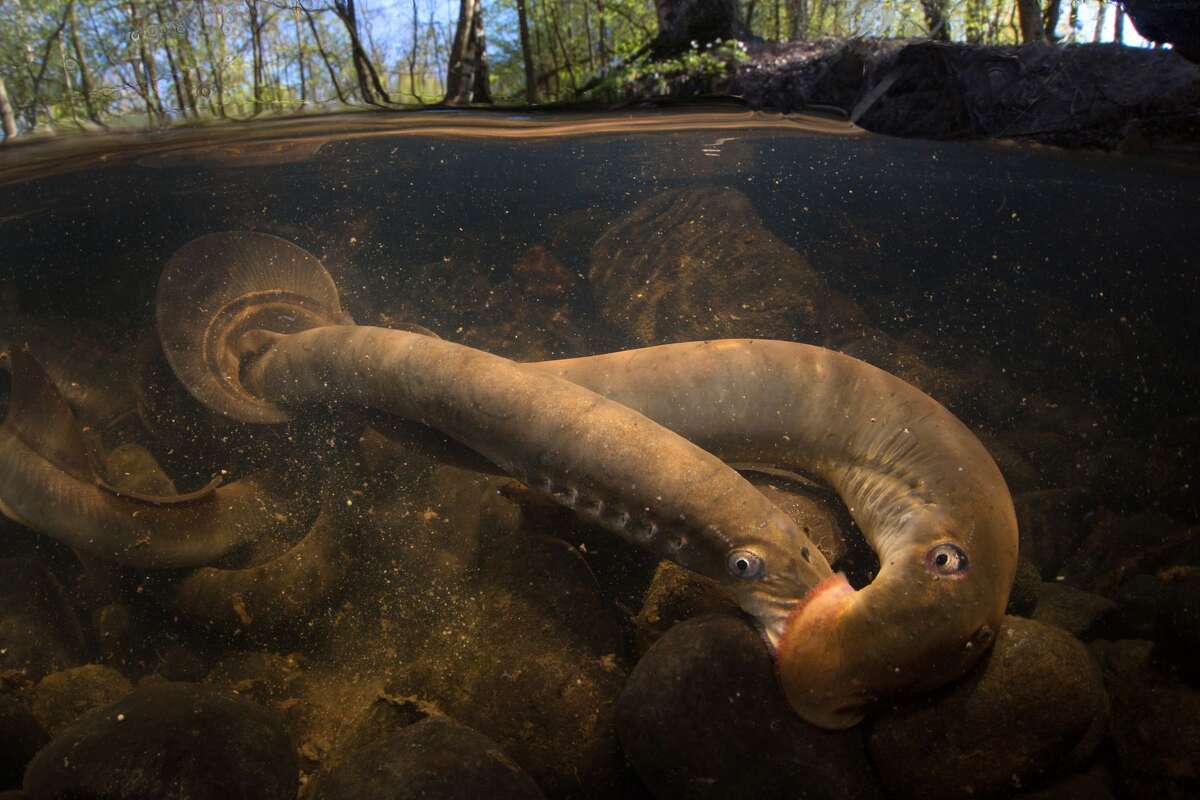 Life underwater: Award-winning photos illuminate world beneath the sea ...