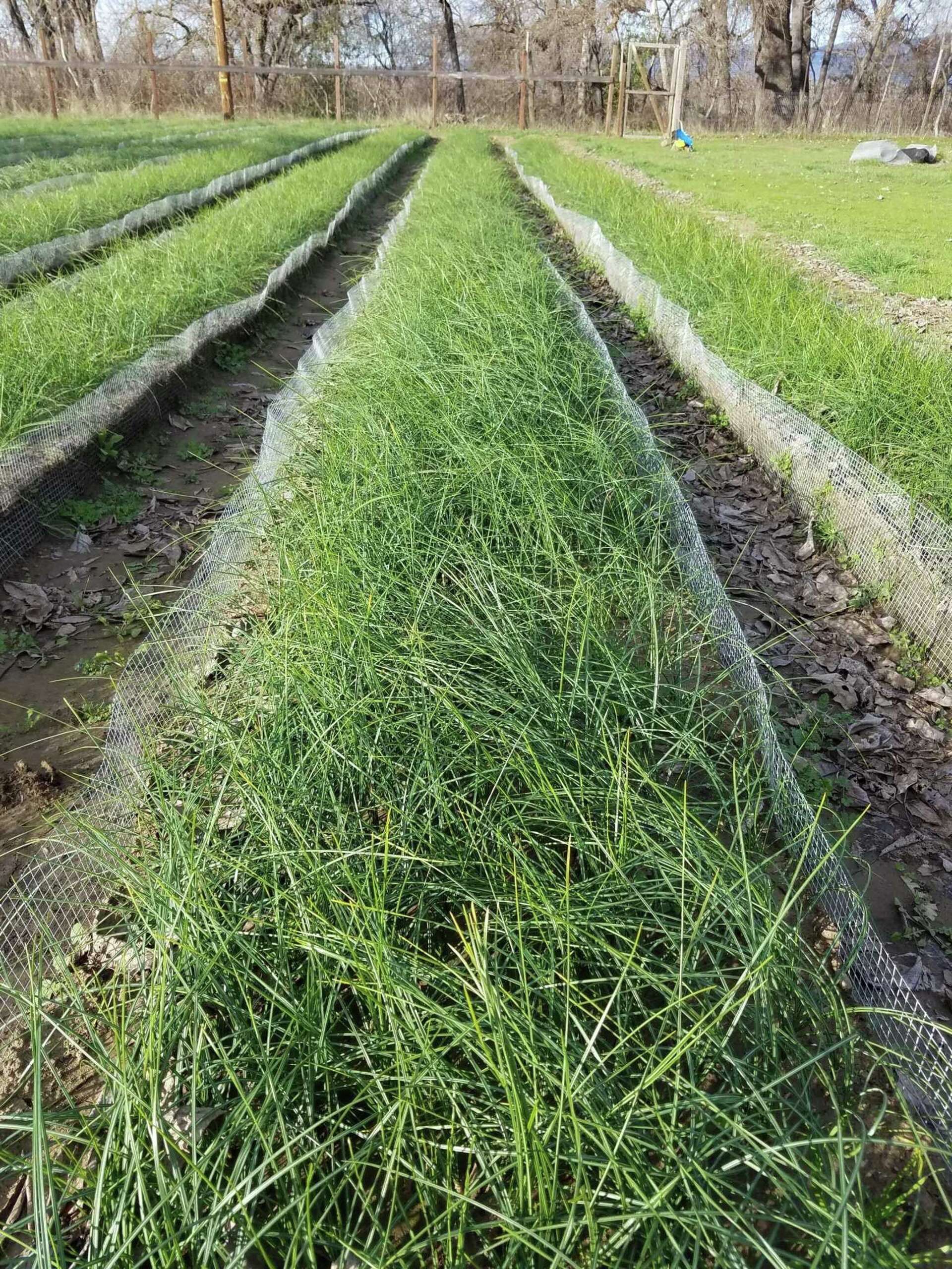California-grown saffron arrives in the Bay Area