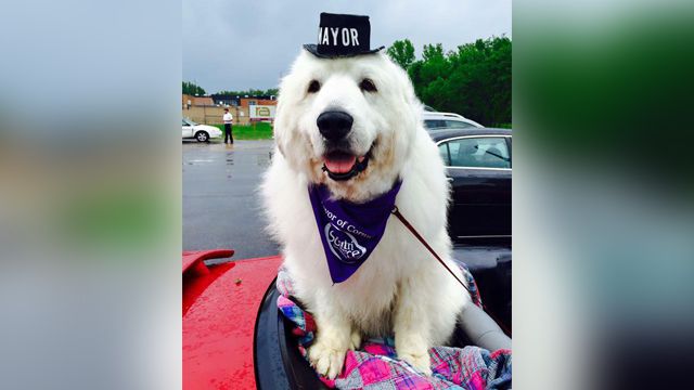 Duke, beloved dog mayor of Minnesota town, goes to 'doggy heaven'