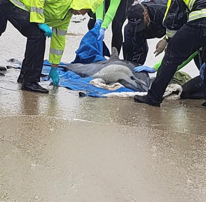 Dead and dying dolphins are washing up on California shores. Experts ...